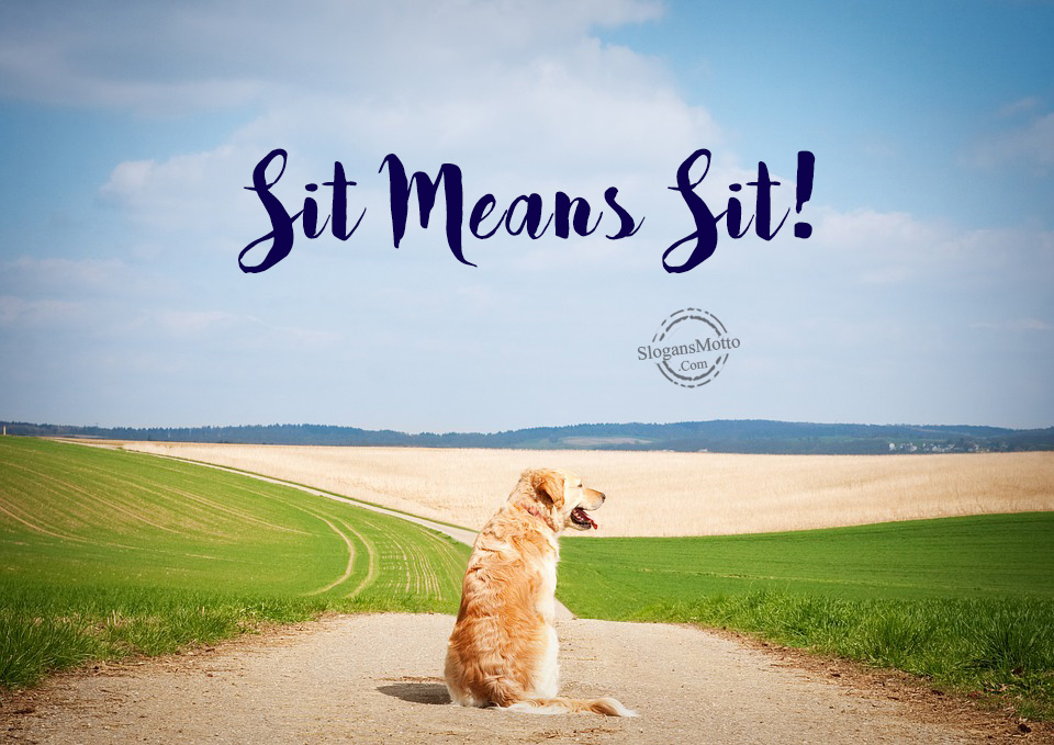 Dog Training Slogans